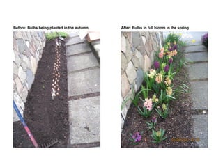 Before and after photos | PPT