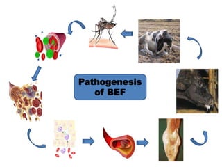 Bovine Ephemeral Fever (Three Day Sickness) | PPTX