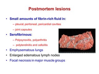 Bovine Ephemeral Fever (Three Day Sickness) | PPTX