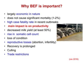 Bovine Ephemeral Fever (Three Day Sickness) | PPTX