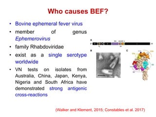 Bovine Ephemeral Fever (Three Day Sickness) | PPTX