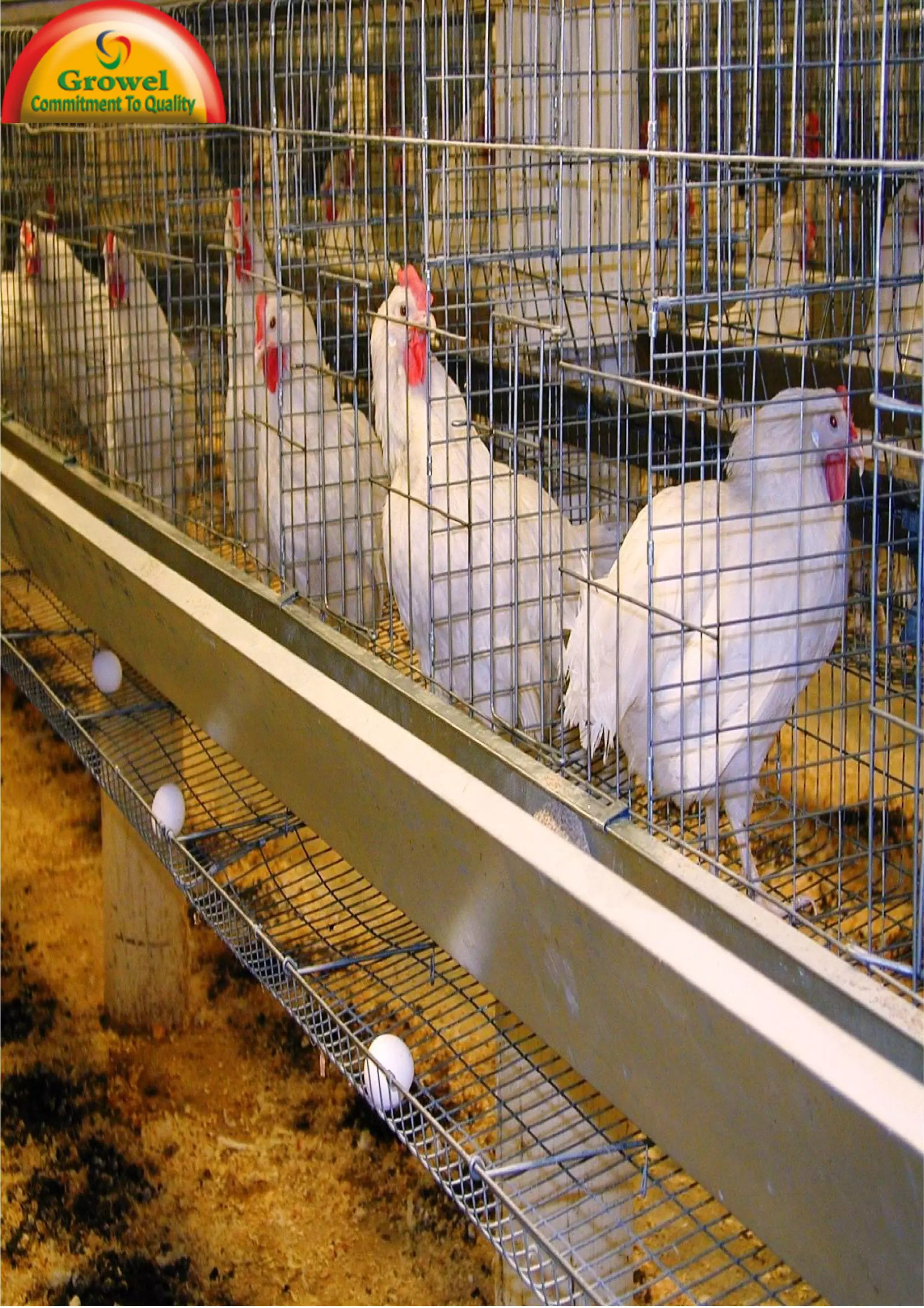 Beginners Guide to Layer Poultry Farming | PDF