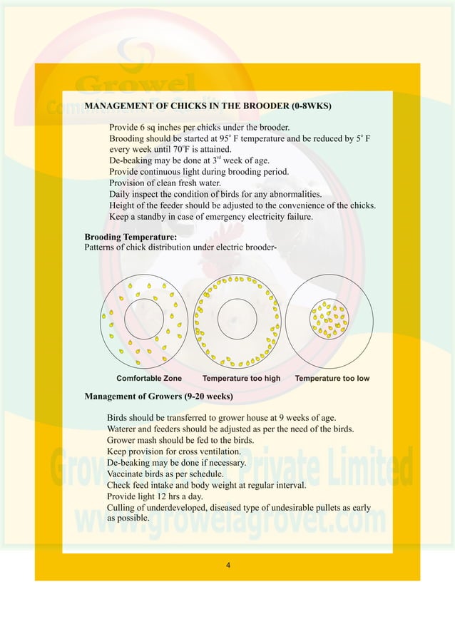 Beginners Guide to Layer Poultry Farming | PDF | Birds | Pets