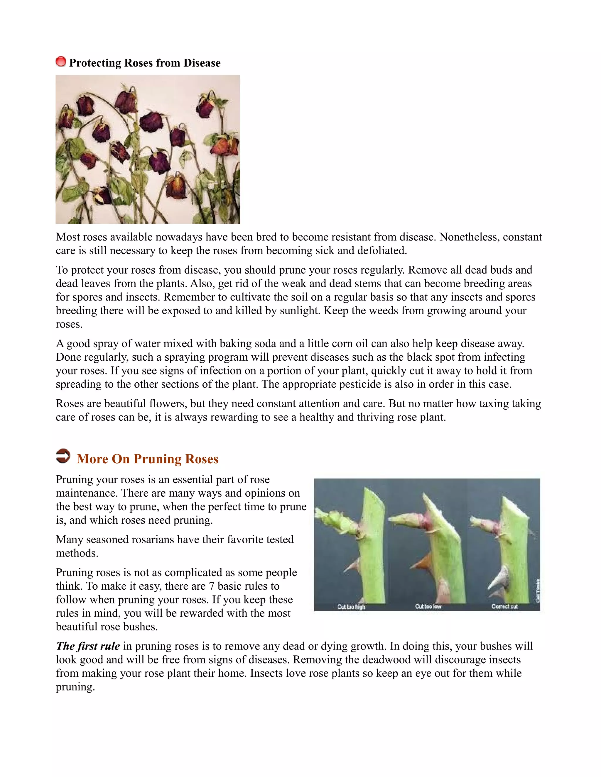 Beginner rose gardening | PDF