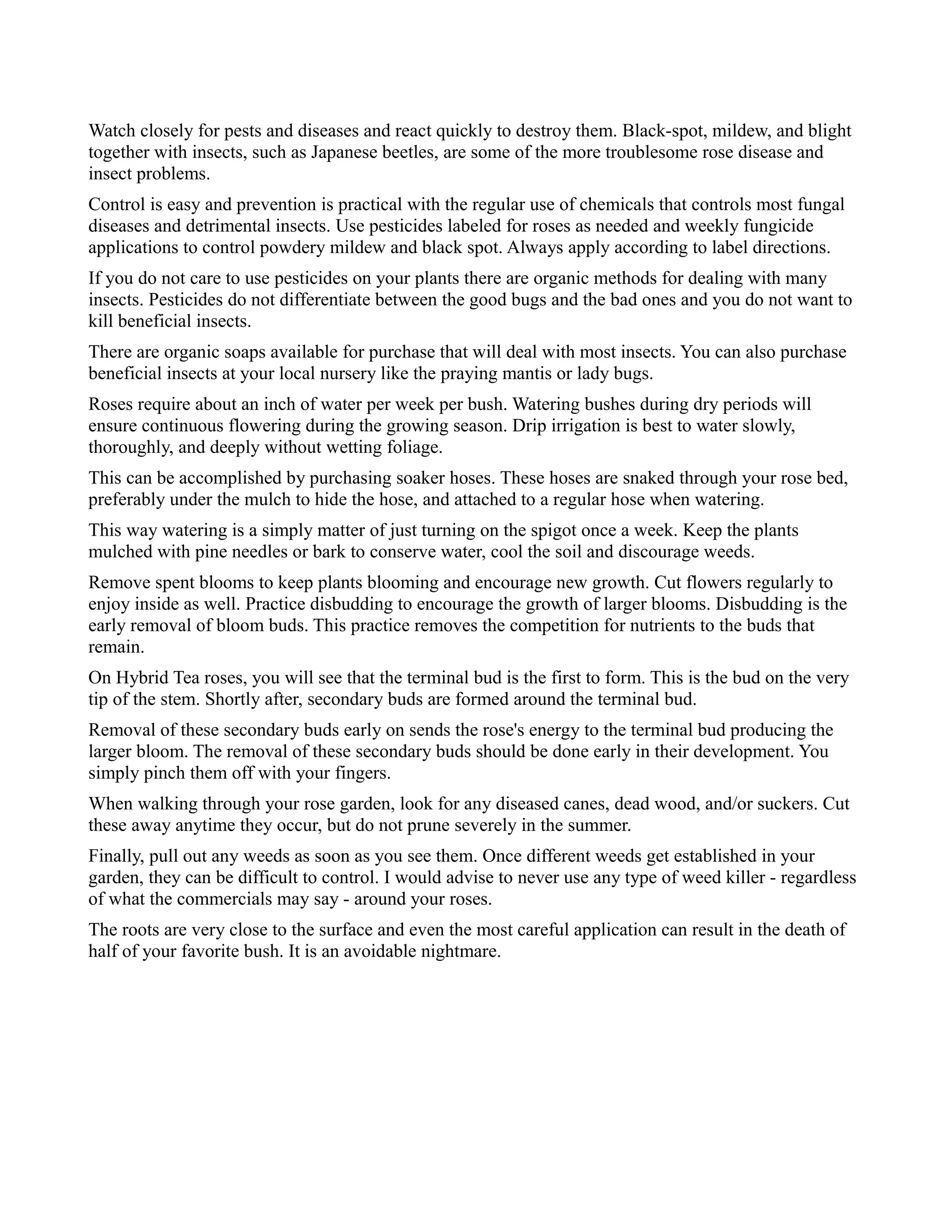 Beginner rose gardening | PDF