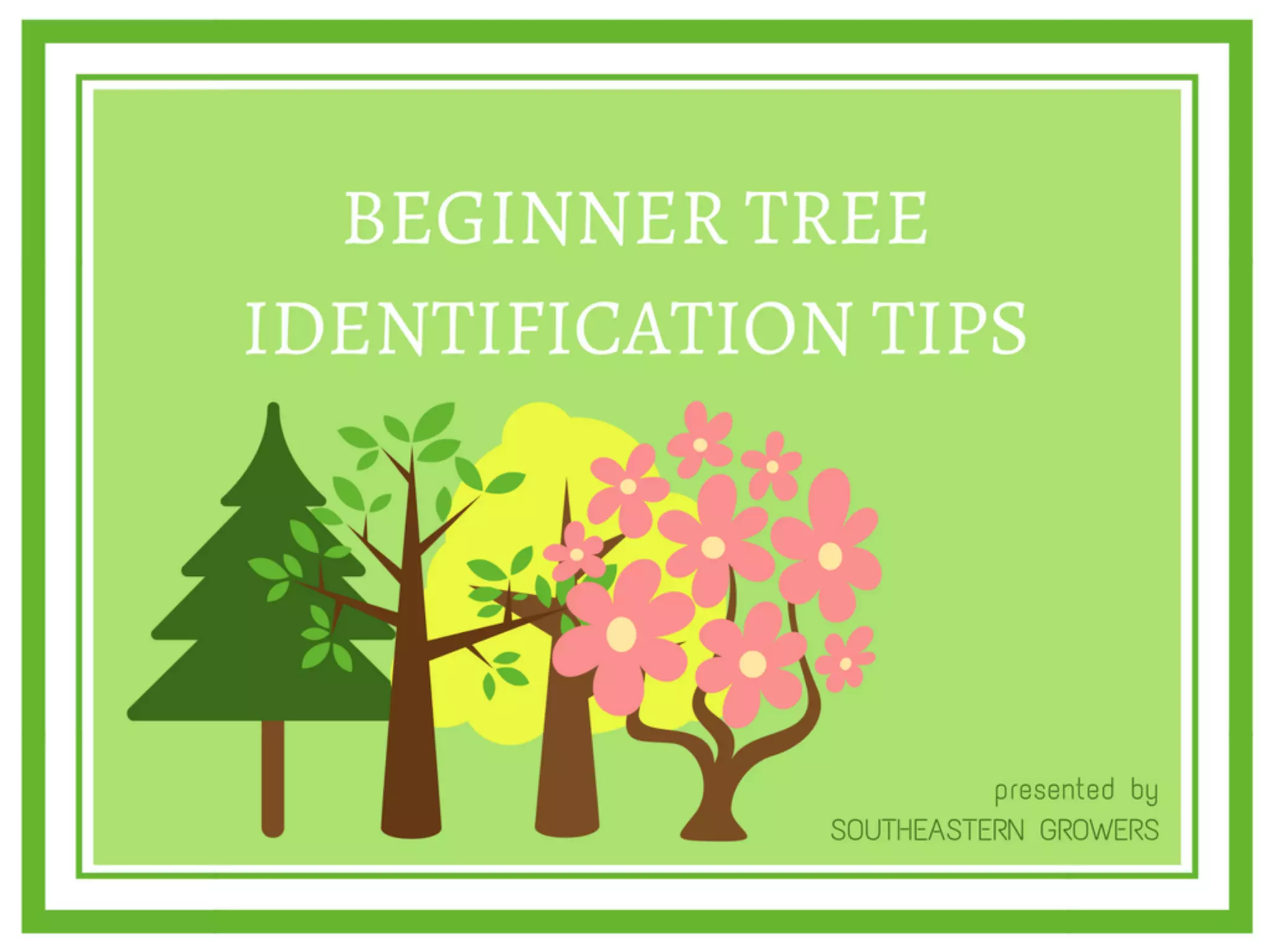 Beginner Tree Identification Tips | PPT