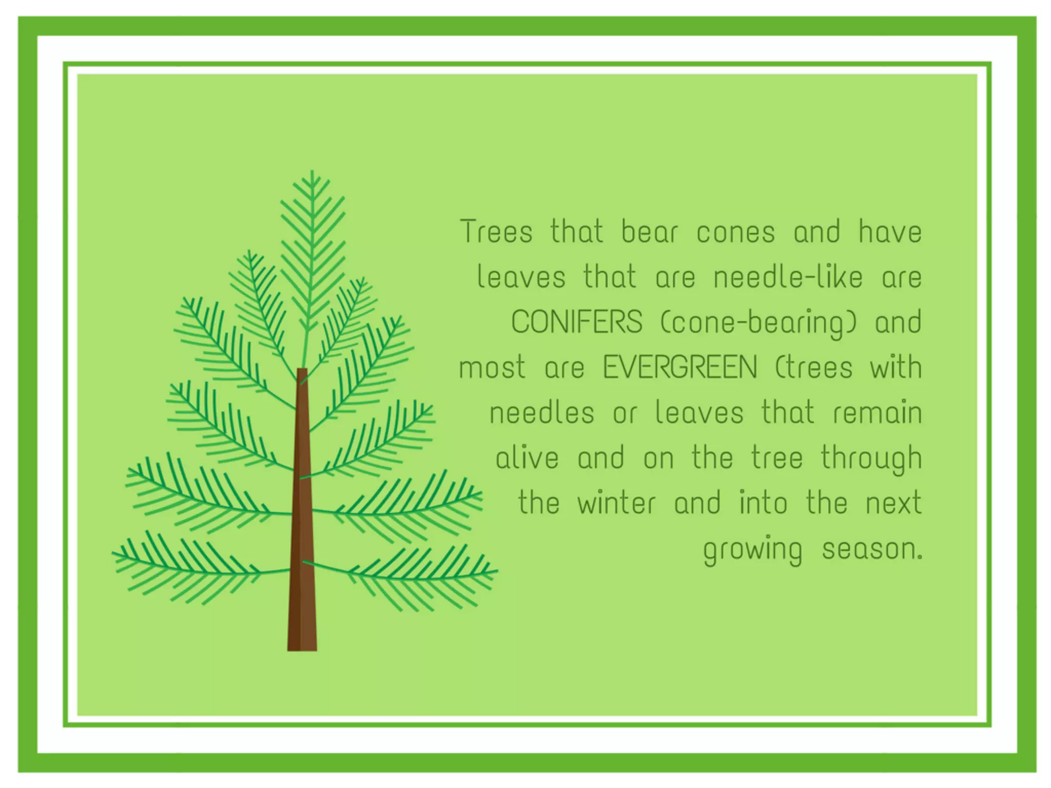 Beginner Tree Identification Tips | PPT