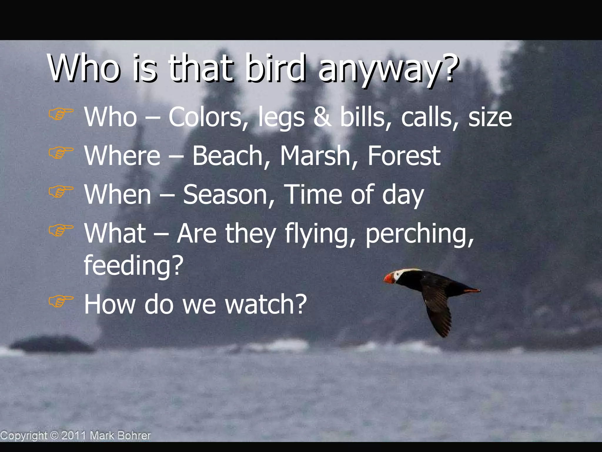 Beginning birding | PPT