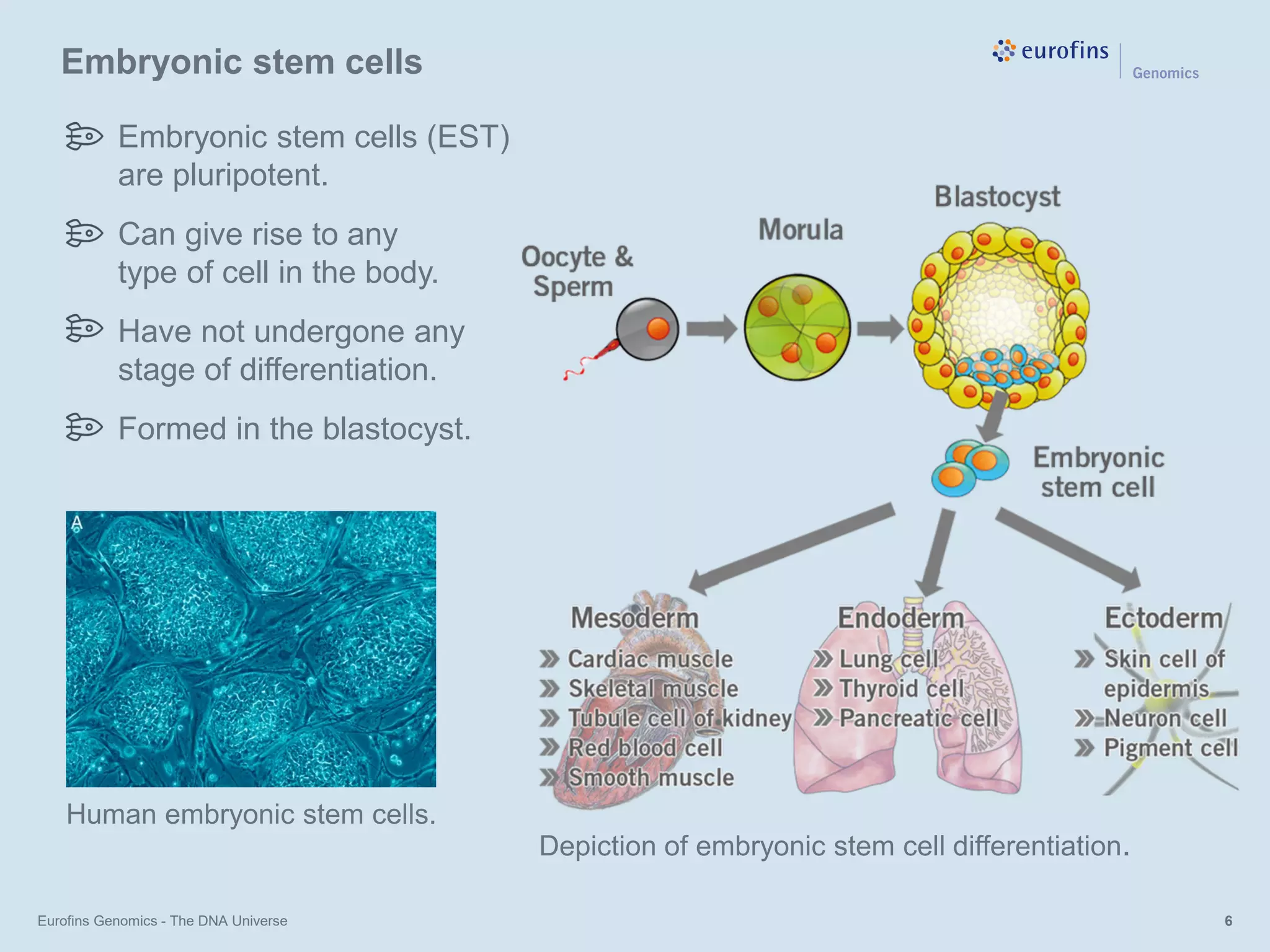 Beginnings Of Stem Cell Therapy | PPT