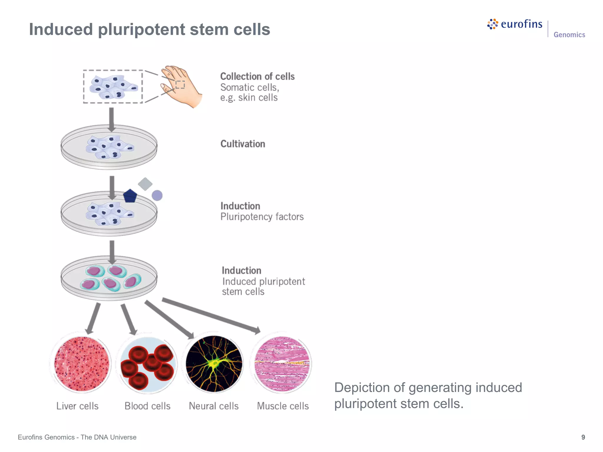 Beginnings Of Stem Cell Therapy | PPT