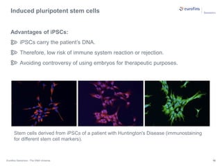 Beginnings Of Stem Cell Therapy | PPT