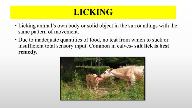 Behaviour abnormalities | PPTX | Equine Sports | Sports