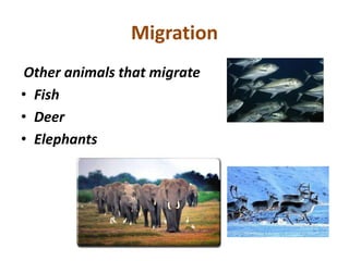 Behavioral adaptation | PPTX | Zoos & Aquariums | Attractions