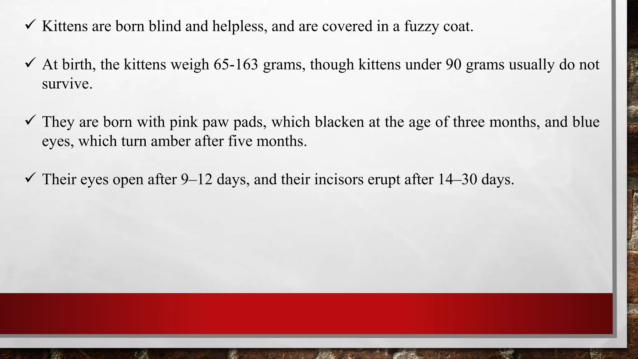 Behavioral characteristics of wild cat | PPTX