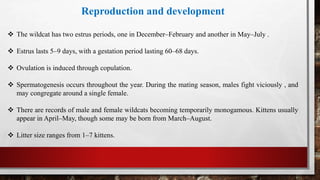 Behavioral characteristics of wild cat | PPTX