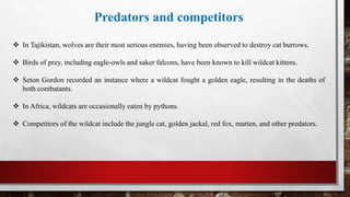 Behavioral characteristics of wild cat | PPTX