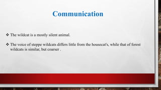 Behavioral characteristics of wild cat | PPTX