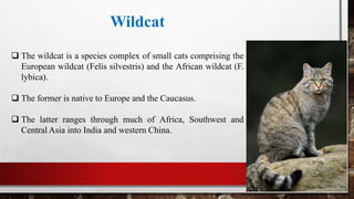 Behavioral characteristics of wild cat | PPTX