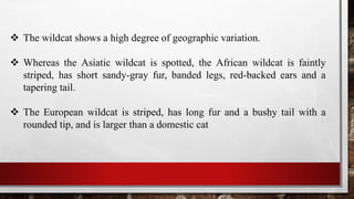 Behavioral characteristics of wild cat | PPTX