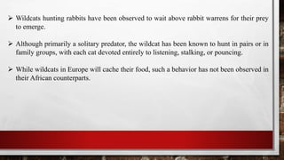 Behavioral characteristics of wild cat | PPTX