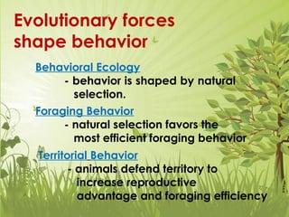 Behavioral ecology.pptx The Mating System | PPTX