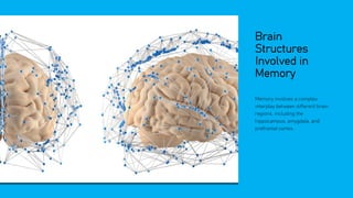 Behavioral Neuroscience - An Introductory Presentation by: The Angel ...