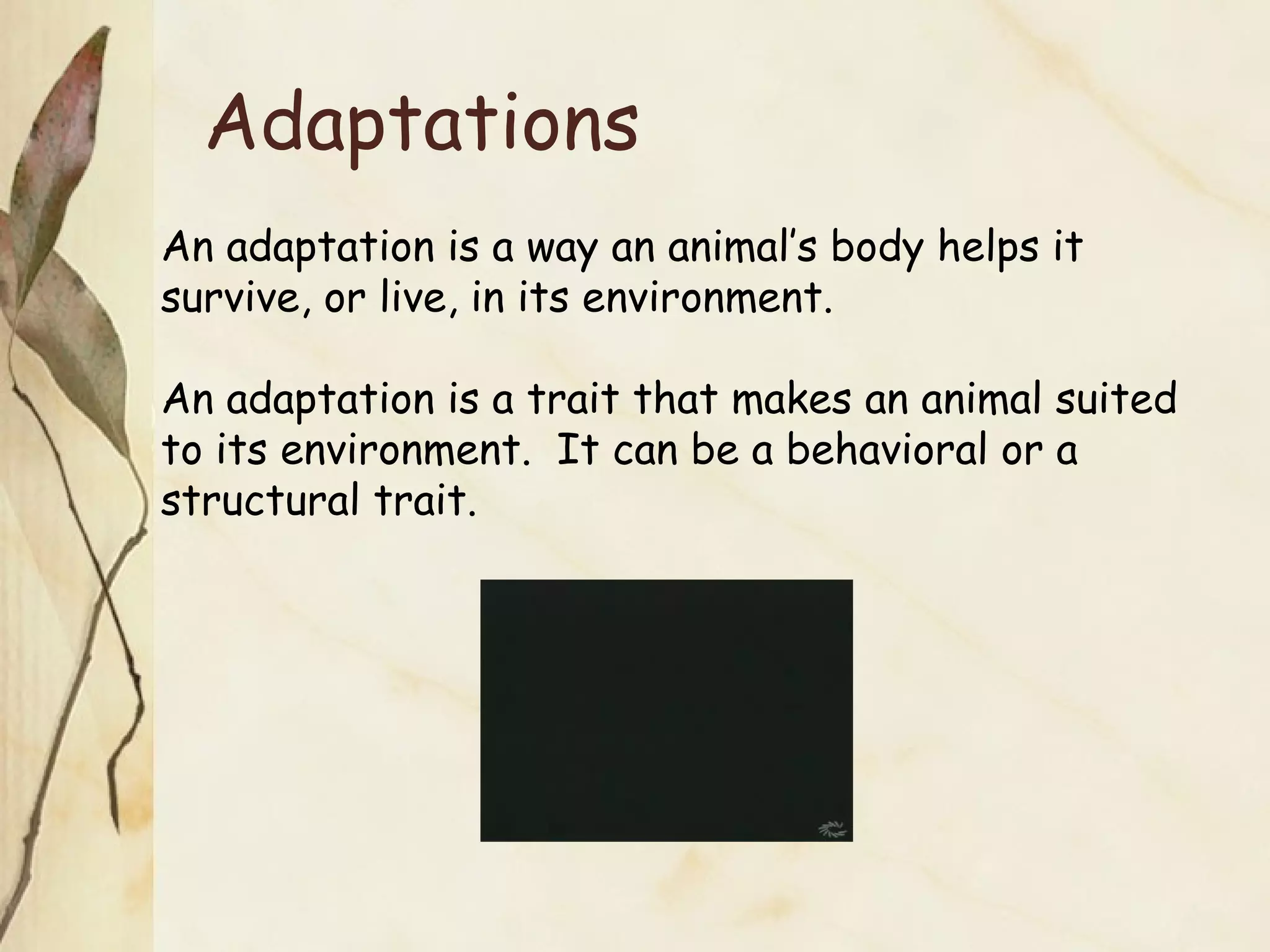 Behavioral & physical adaptations | PPT