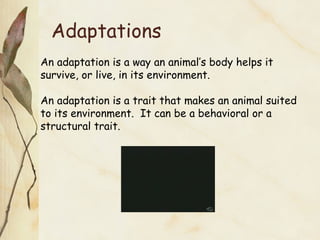 Behavioral & physical adaptations | PPT