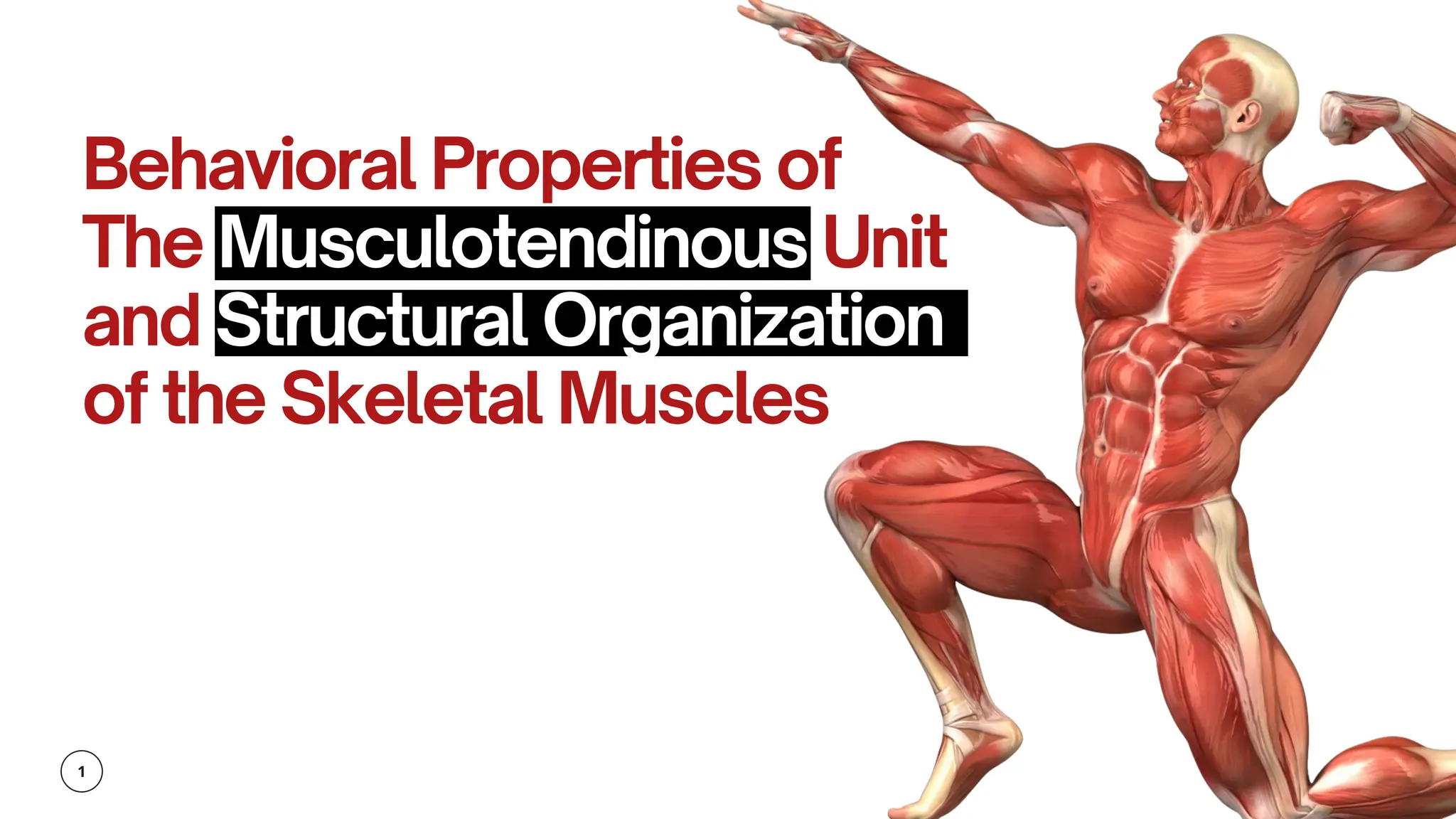 Behavioral Properties of The Musculotendinous Unit and Structural Organization of the Skeletal ...