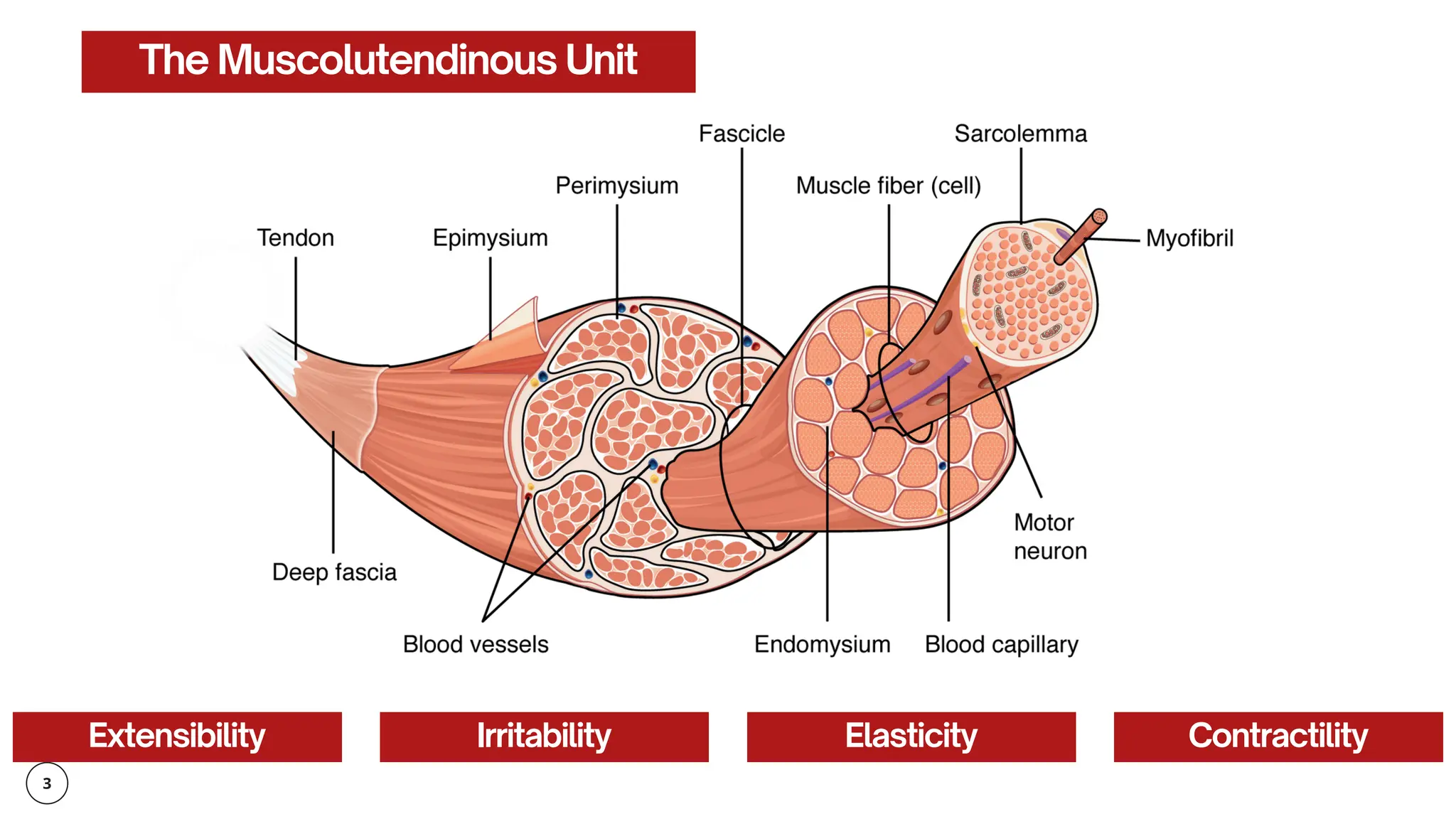 Behavioral Properties of The Musculotendinous Unit and Structural Organization of the Skeletal ...