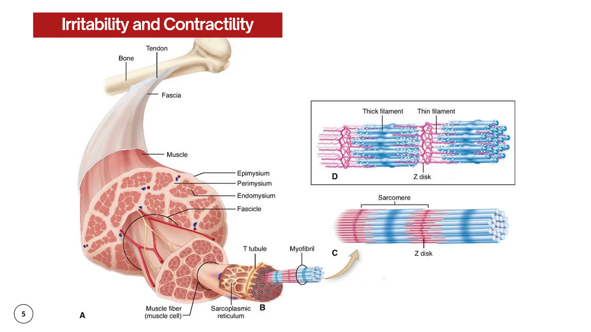 Behavioral Properties of The Musculotendinous Unit and Structural Organization of the Skeletal ...