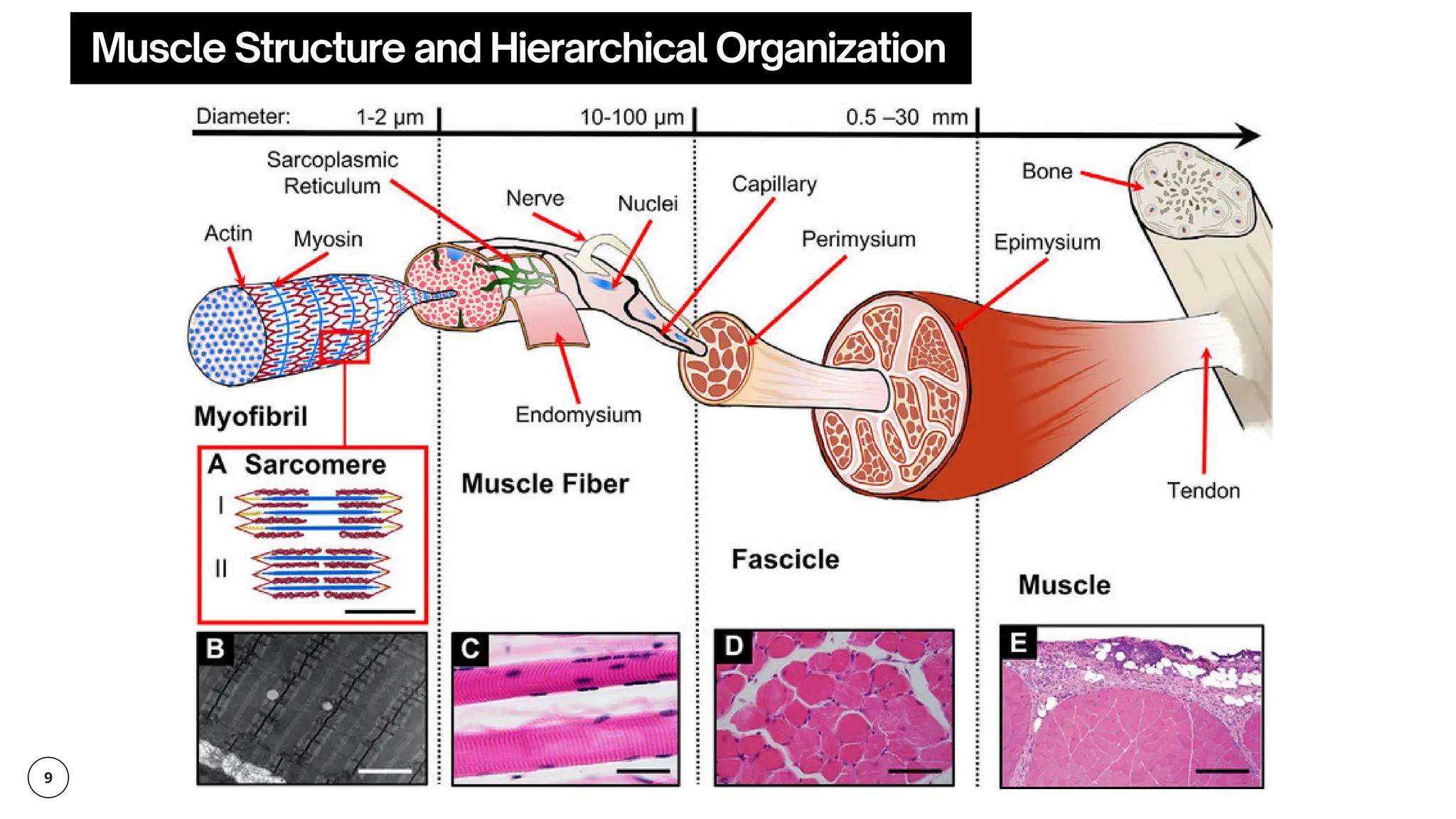 Behavioral Properties of The Musculotendinous Unit and Structural Organization of the Skeletal ...