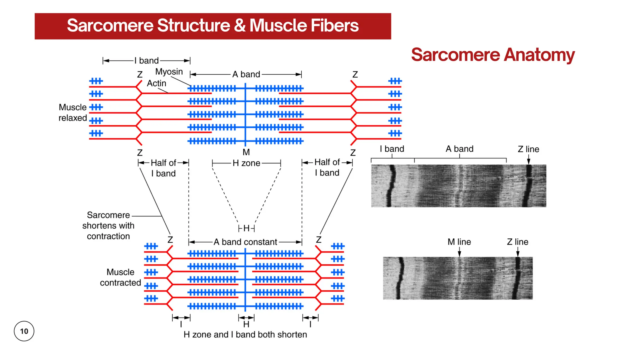 Behavioral Properties of The Musculotendinous Unit and Structural ...