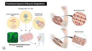 Behavioral Properties of The Musculotendinous Unit and Structural ...