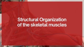 Behavioral Properties of The Musculotendinous Unit and Structural ...