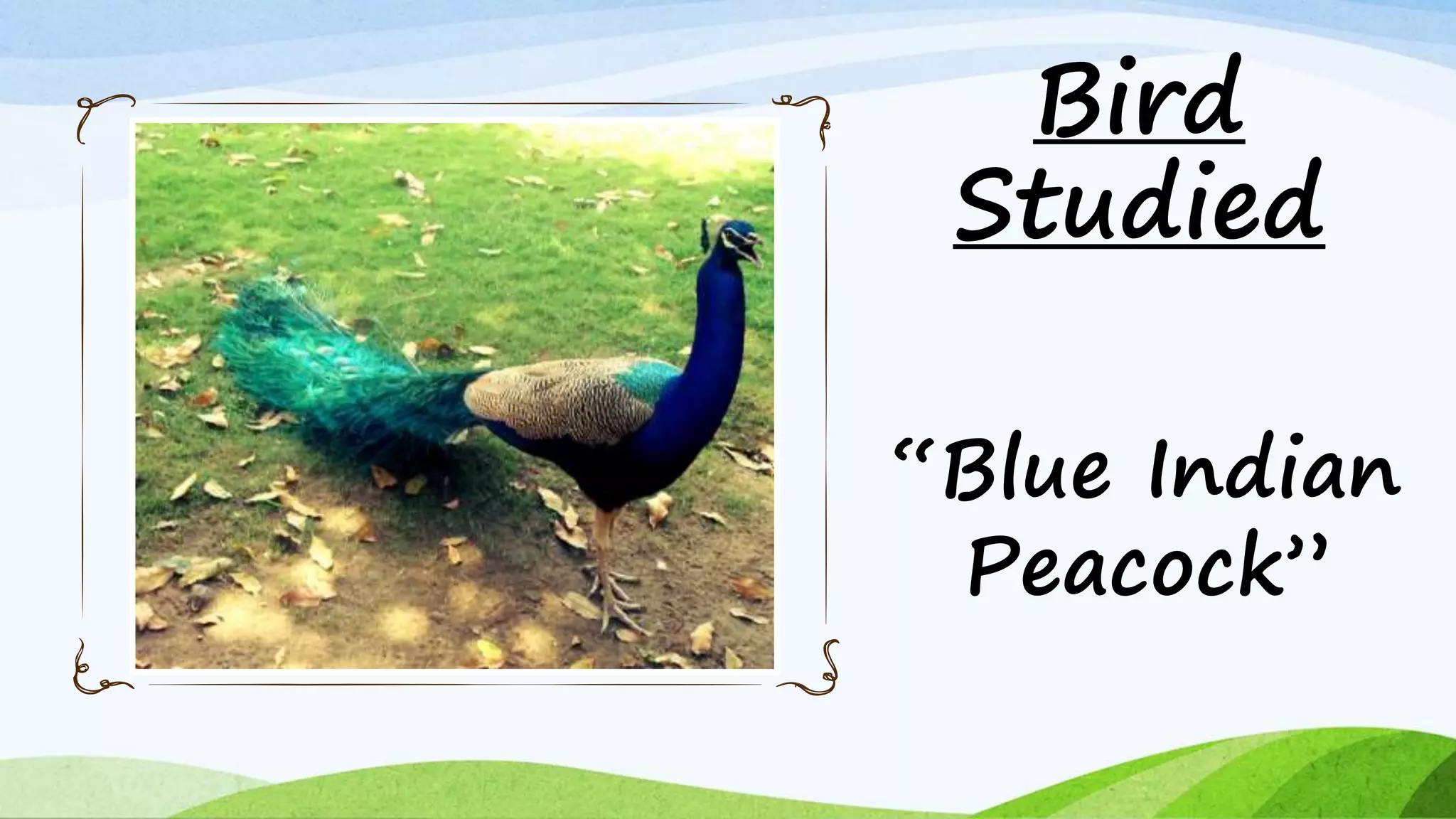 Behavioral study of indian peacock | PPTX