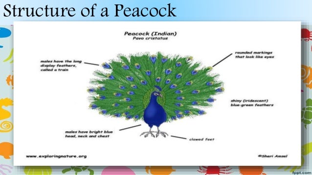 Behavioral study of indian peacock