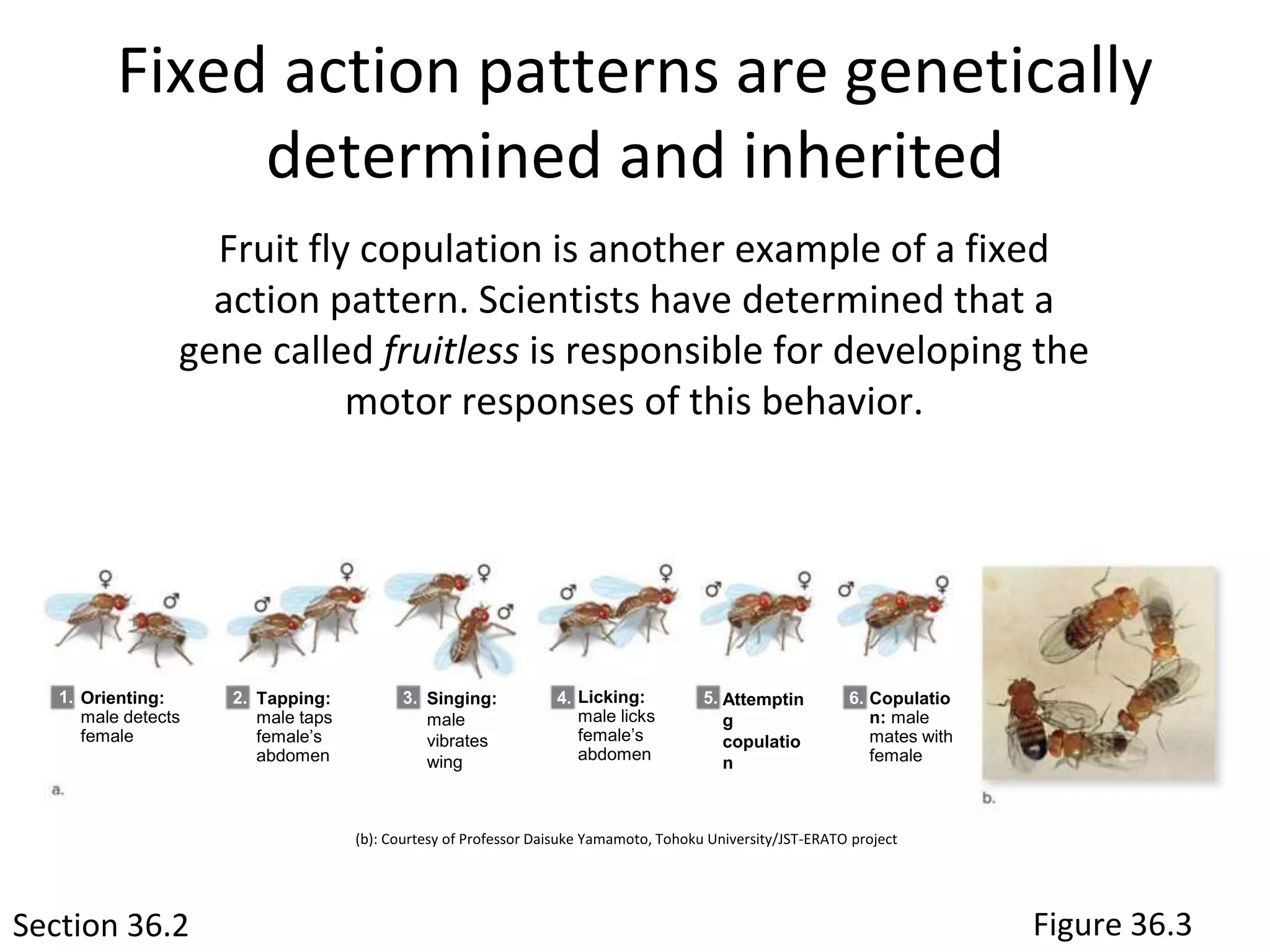 Behavior blank pt 1 of 2 | PPT | Genetics | Science
