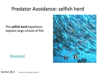 Behavior blank pt 1 of 2 | PPT | Genetics | Science