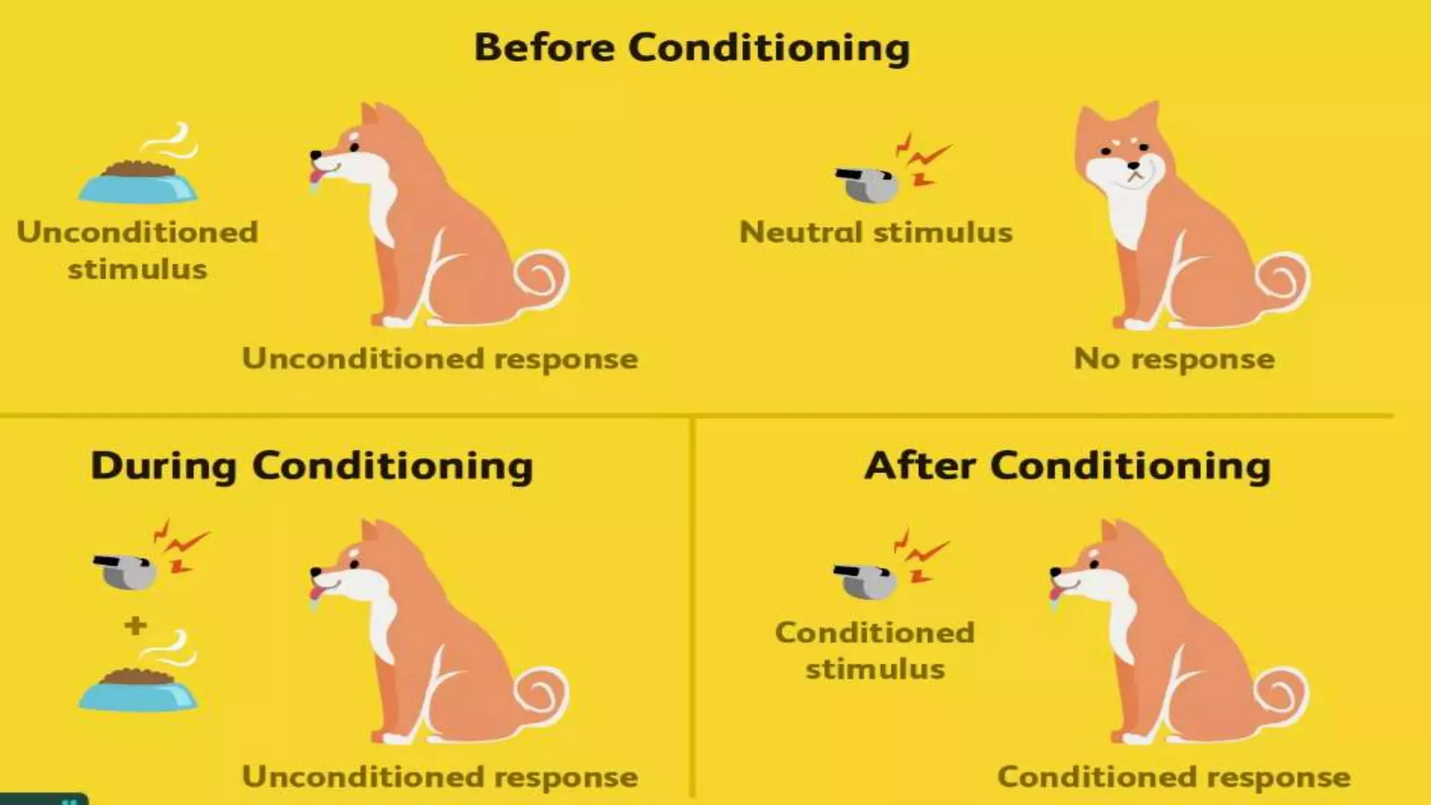 BEHAVIORISM ppt.pptx