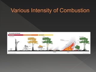 Behavior of Fire.pptx