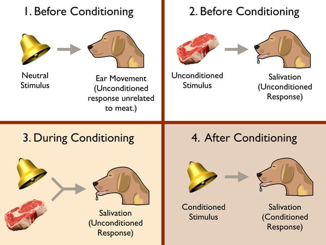Operant Conditioning | PPT