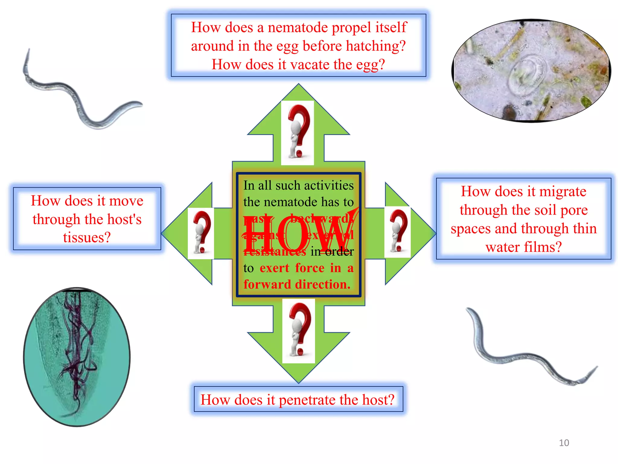 Behavioural analysis of nematode movement | PDF