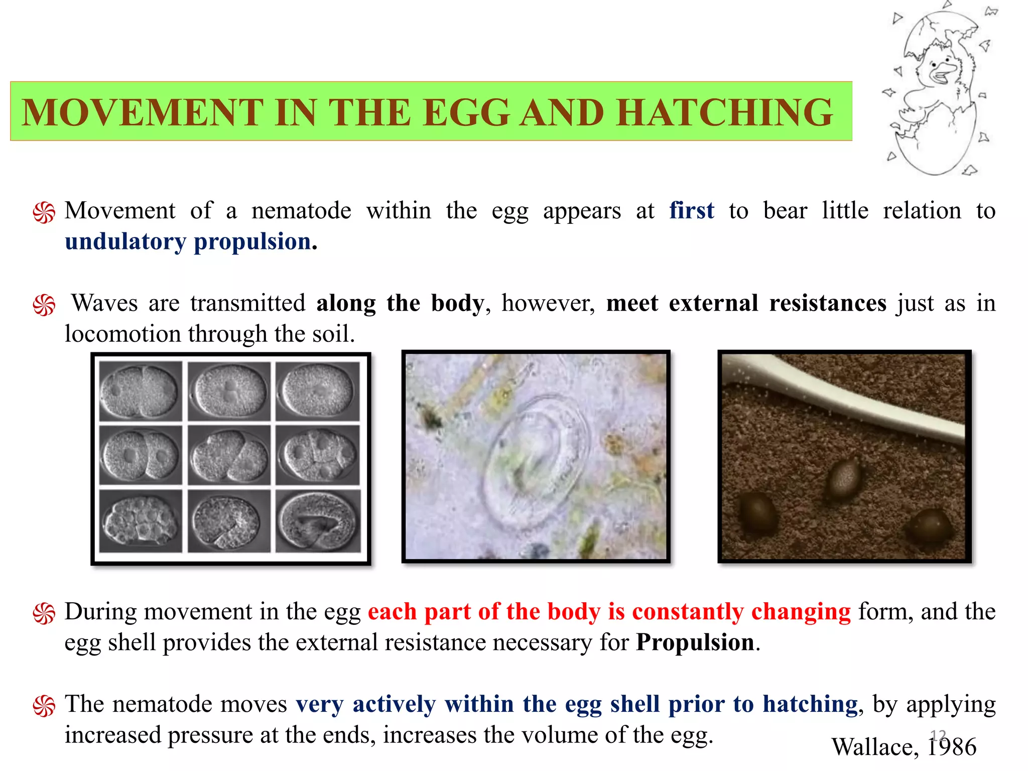 Behavioural analysis of nematode movement | PDF