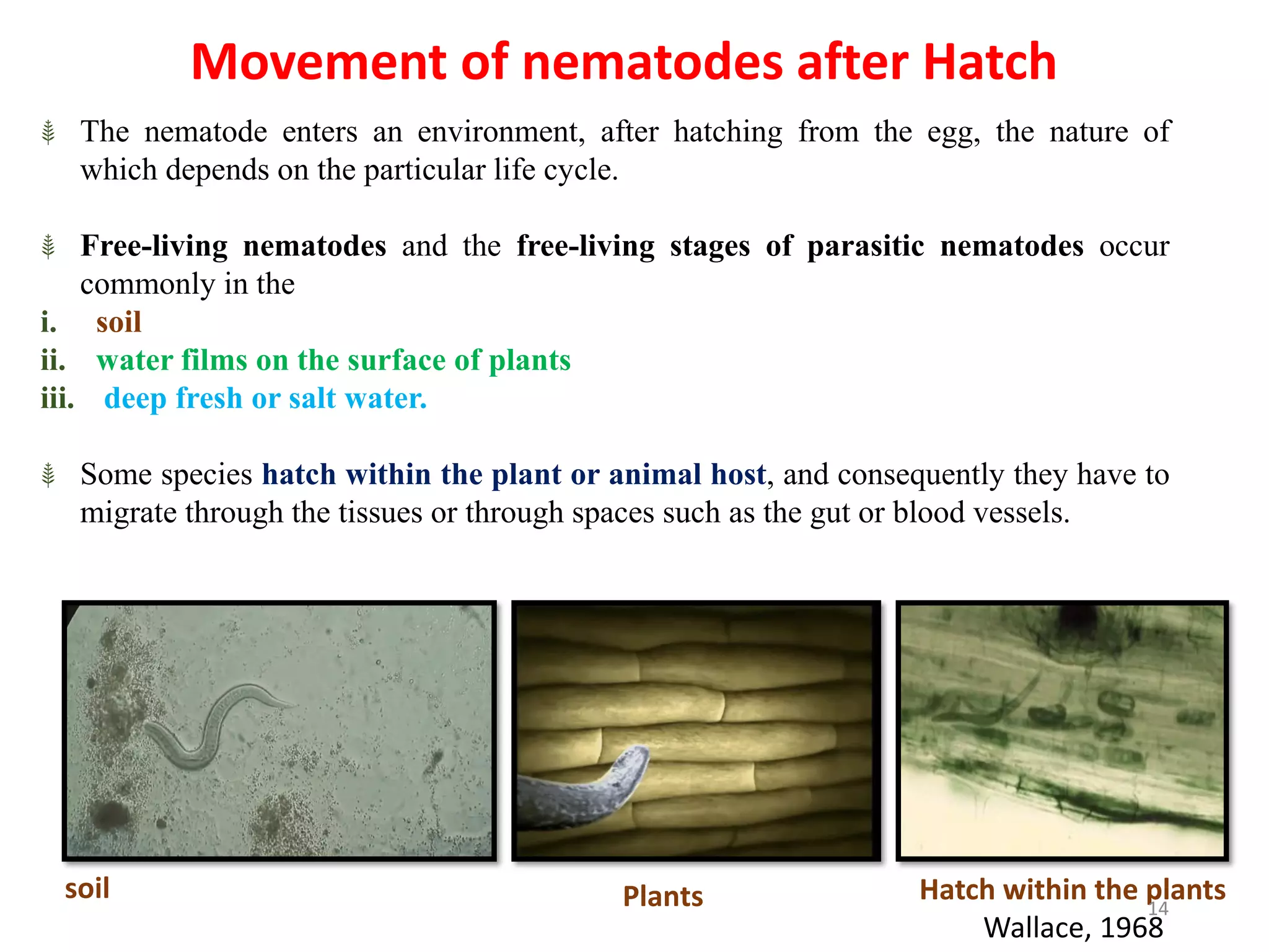 Behavioural analysis of nematode movement | PDF