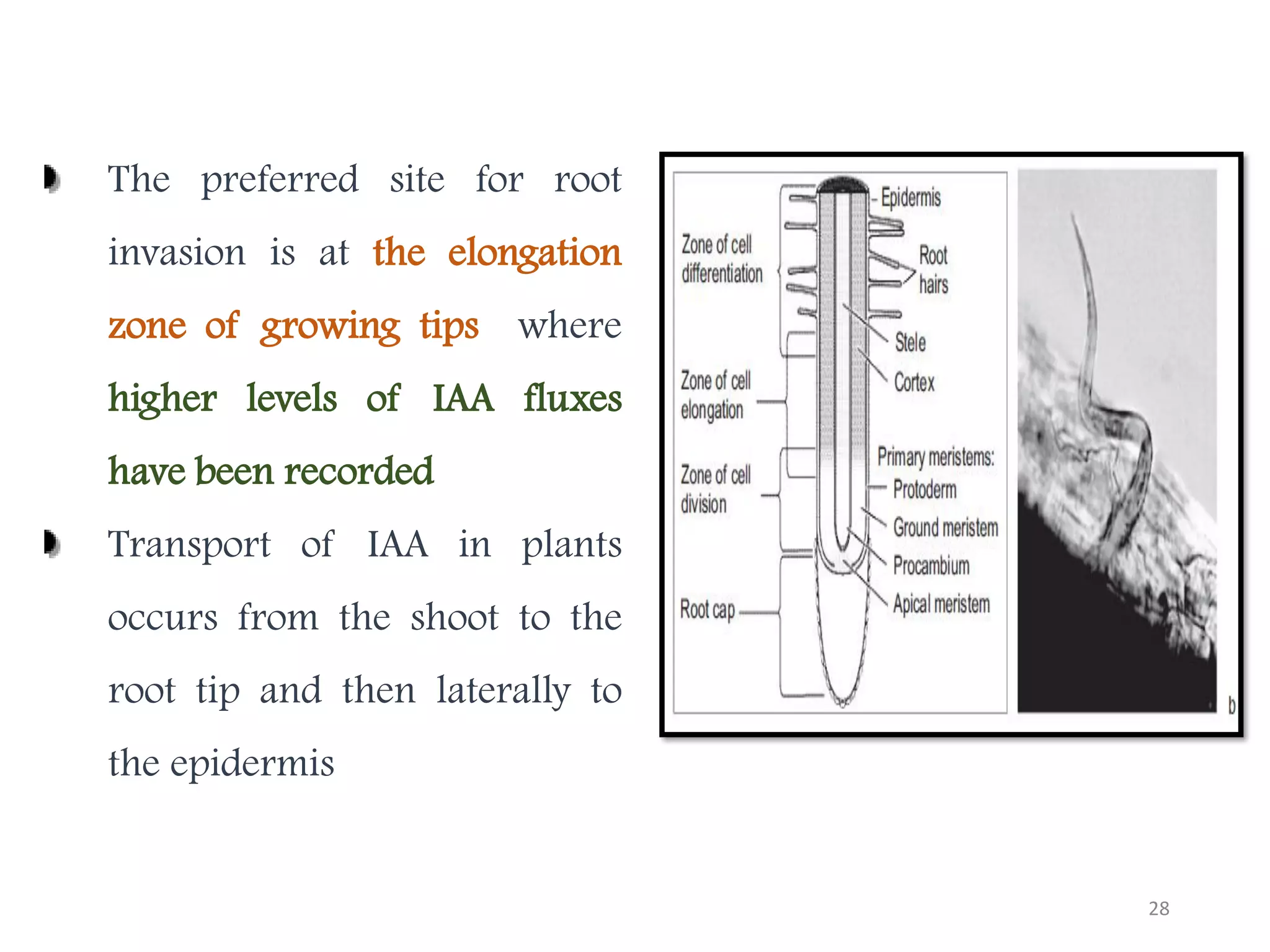 Behavioural analysis of nematode movement | PDF