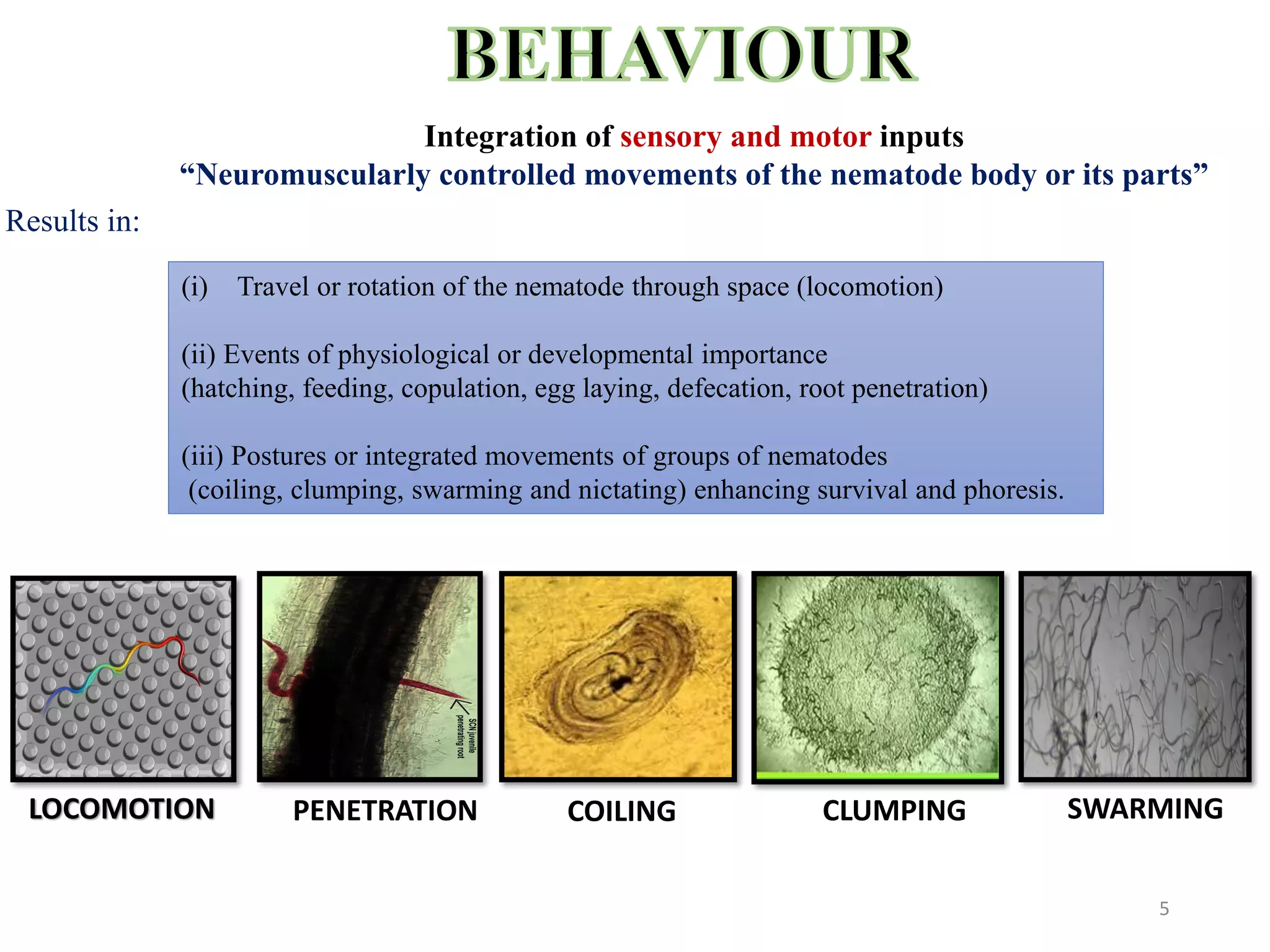 Behavioural analysis of nematode movement | PDF
