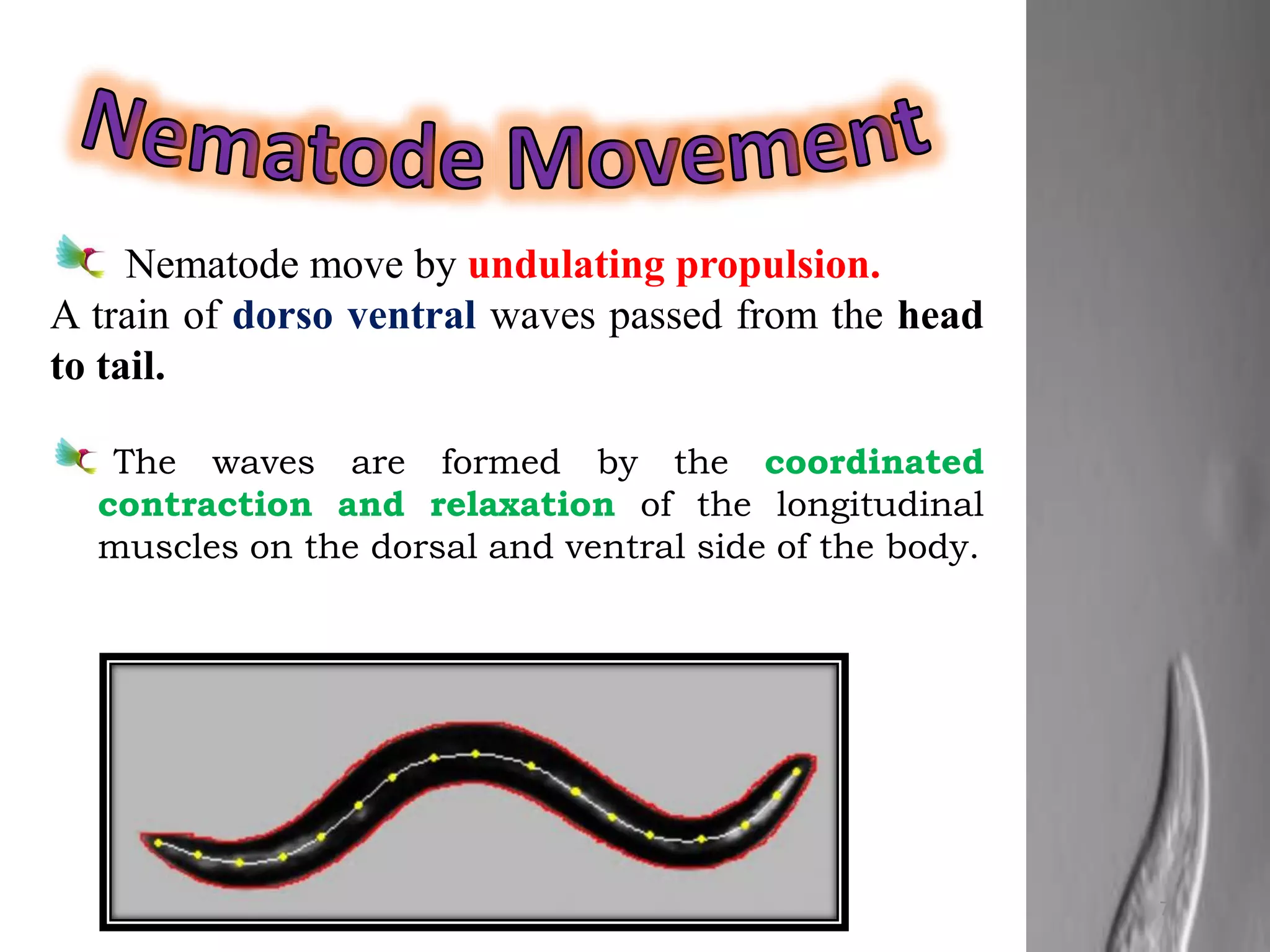 Behavioural analysis of nematode movement | PDF