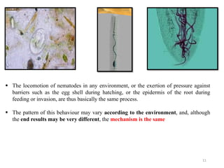 Behavioural analysis of nematode movement | PDF