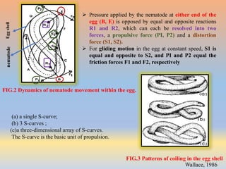 Behavioural analysis of nematode movement | PDF